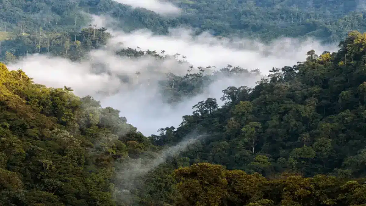 Quito y Chocó Andino: Tesoros del Patrimonio Mundial | Visit Quito